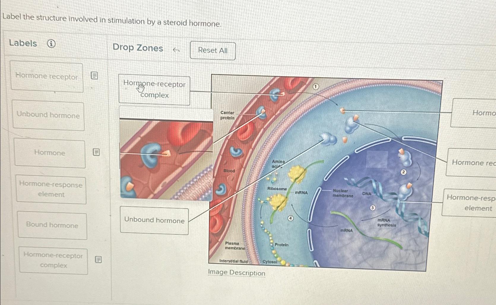 Solved Label the structure involved in stimulation by a | Chegg.com