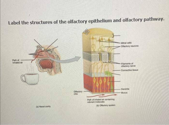 Solved Label the structures of the olfactory epithelium and | Chegg.com