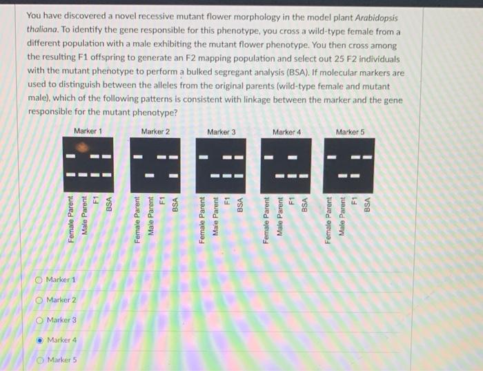 Solved You have discovered a novel recessive mutant flower | Chegg.com