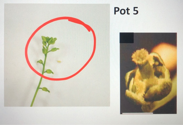 Solved Table 4. Arabidopsis Mutant Identification Pot # Gene | Chegg.com