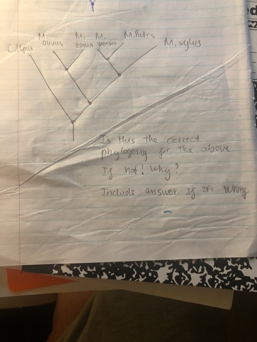 Solved Part A-4Phylogeny Based on DNA Sequence Data Use the | Chegg.com