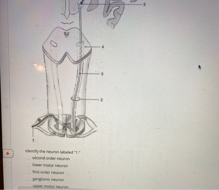 Solved 5 3 2 Identify the neuron labeled "1." second-order | Chegg.com