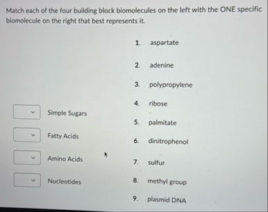 Solved Match each of the four building block biomolecules on | Chegg.com