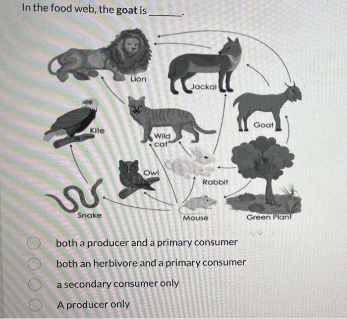 Solved In the food web, the goat is both a producer and a | Chegg.com