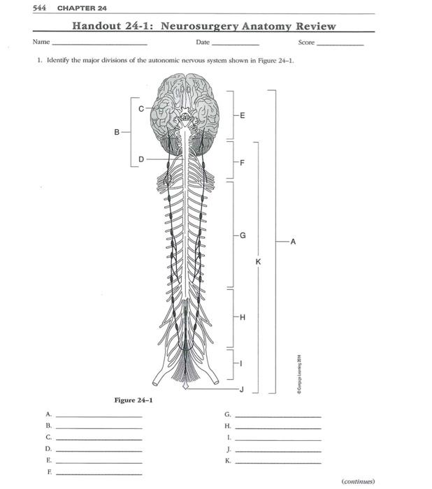Solved 1. Identify the major divisions of the autonomic | Chegg.com
