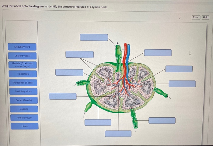 Solved Drag the labels onto the diagram to identify the | Chegg.com