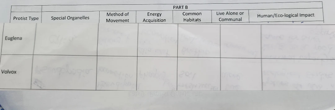 Solved \table[[,PART B,],[Protist Type,Special | Chegg.com