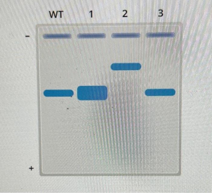 Solved Several different mutations within the gene shown | Chegg.com