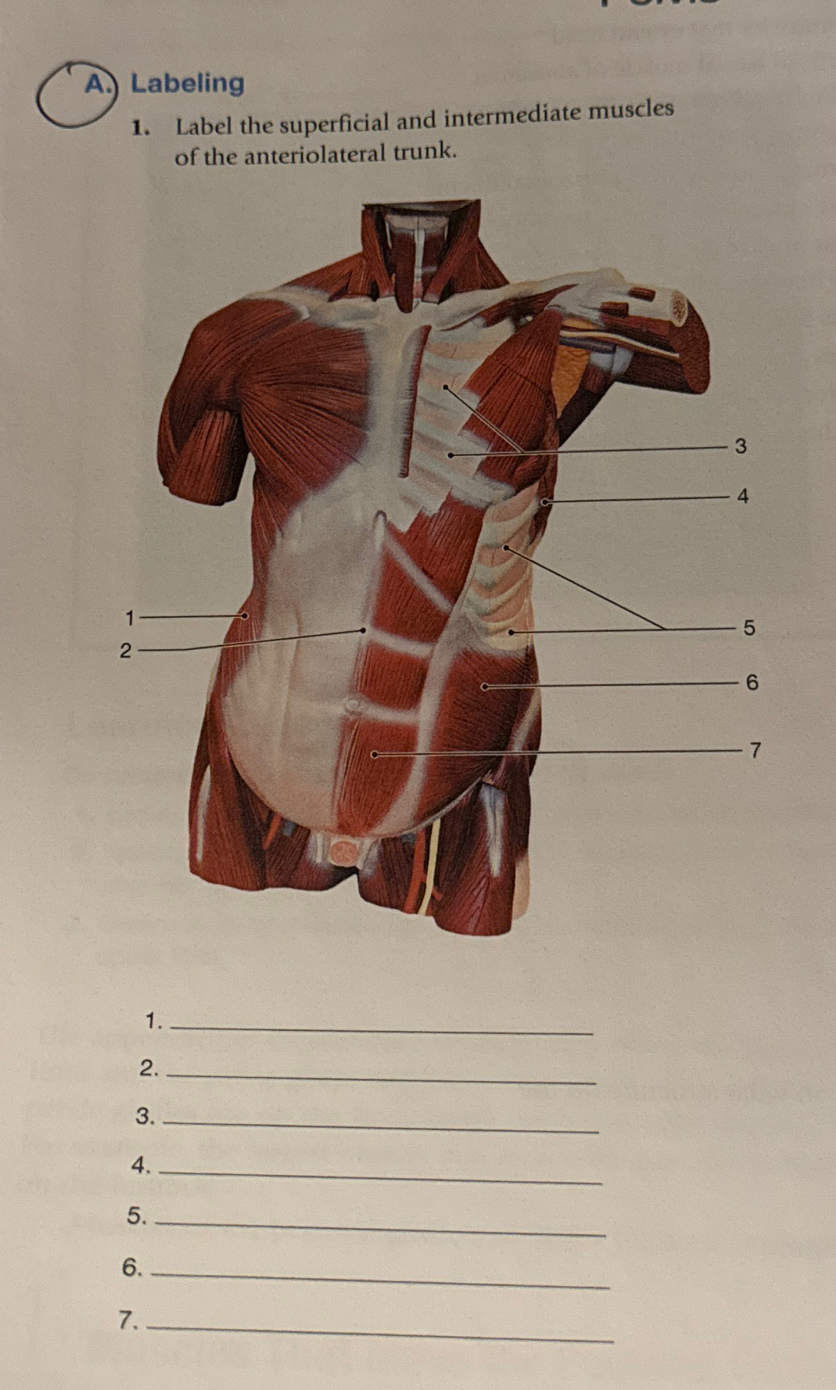 Solved A.) ﻿LabelingLabel the superficial and intermediate | Chegg.com