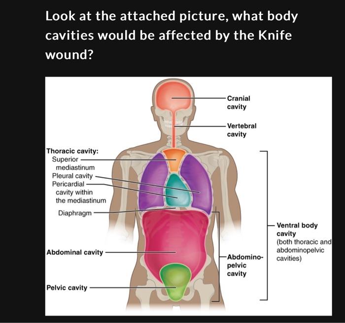 Look at the attached picture, what body cavities | Chegg.com