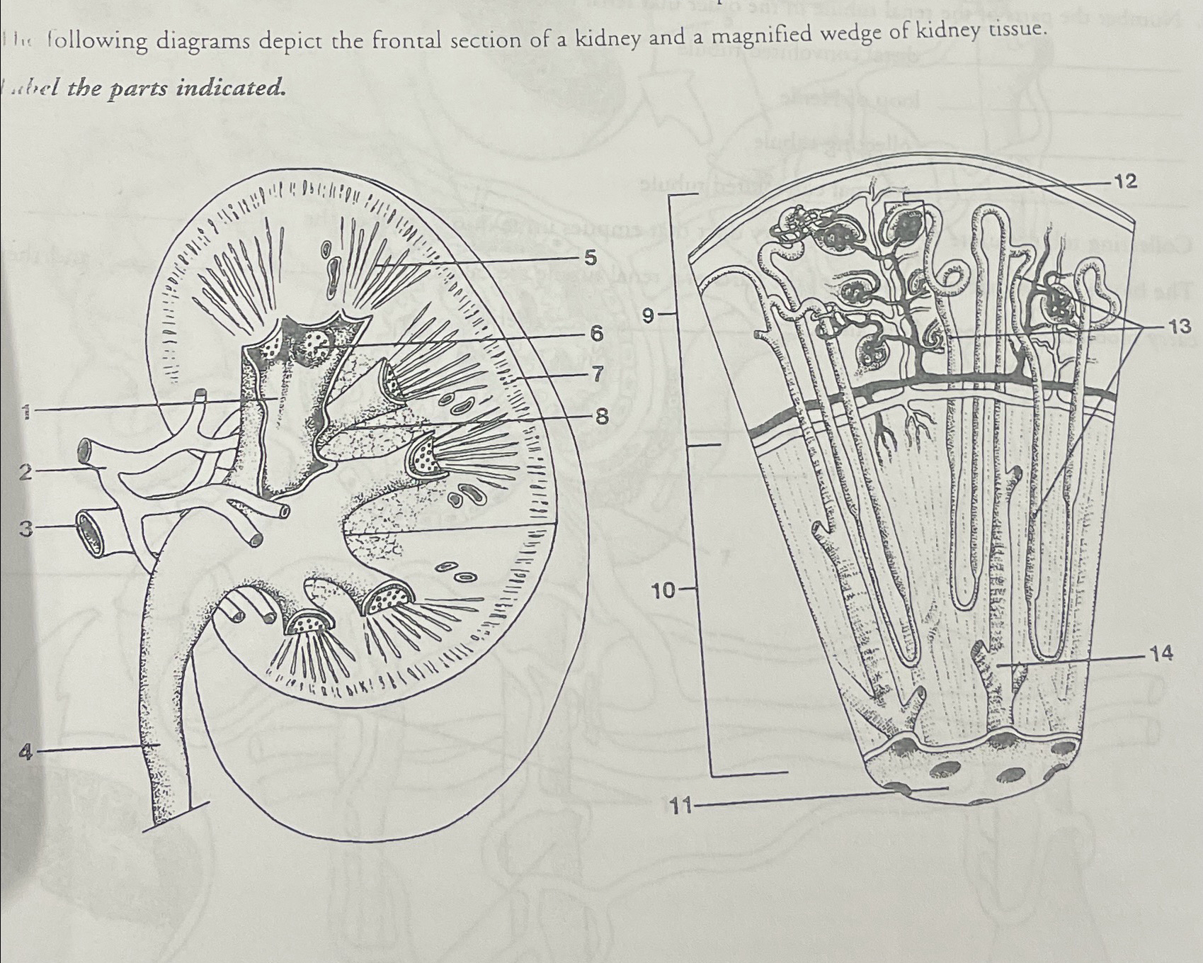 Solved I. following diagrams depict the frontal section of a | Chegg.com