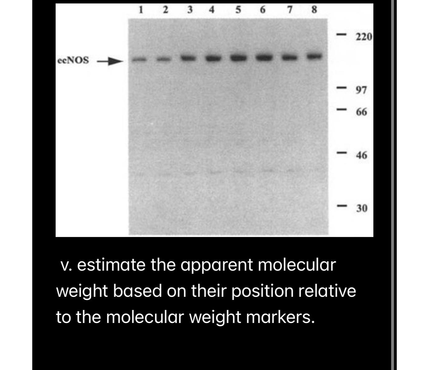 Solved v. ﻿estimate the apparent molecular weight based on | Chegg.com