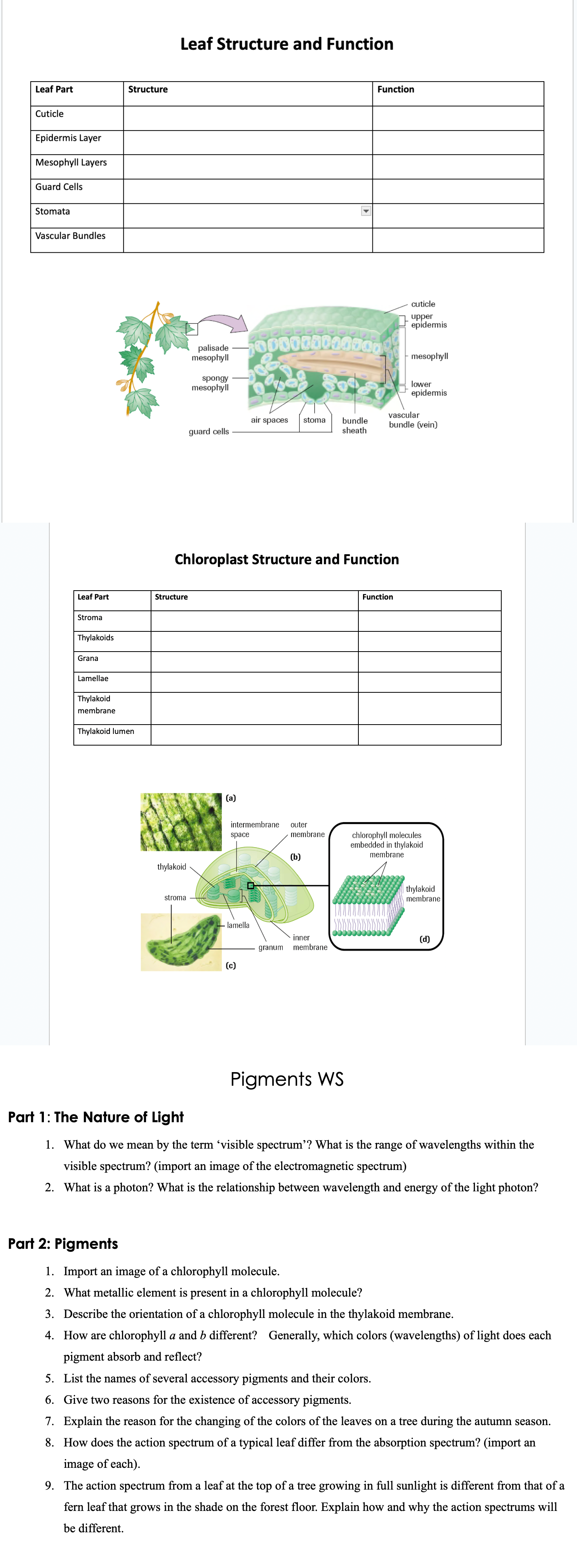 Leaf Structure and FunctionChloroplast Structure and | Chegg.com