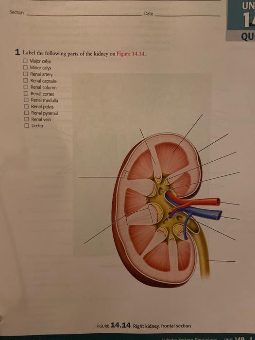 Solved Pre-Lab Exercise 14B-1 Nephron Structure and Function | Chegg.com