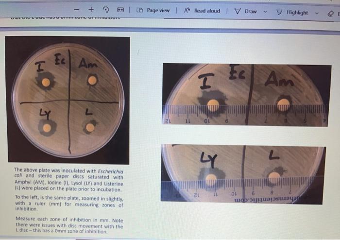 Solved Part A - Effectiveness of Disinfectants and | Chegg.com