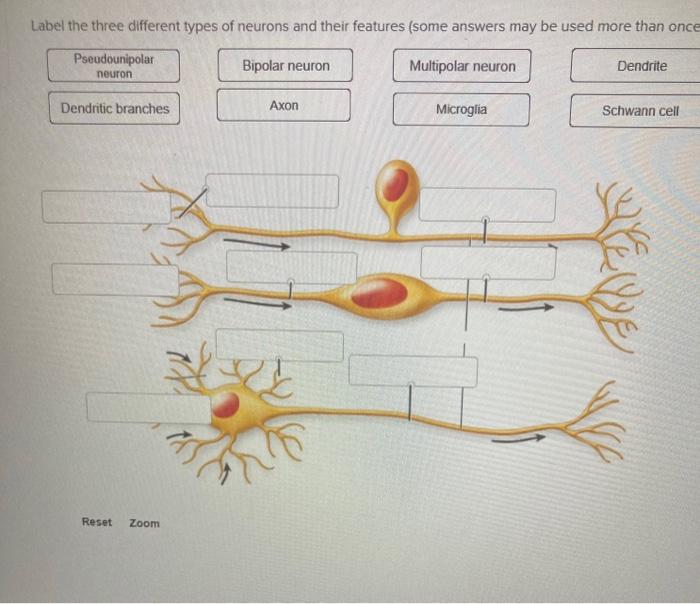 Label the three different types of neurons and their | Chegg.com