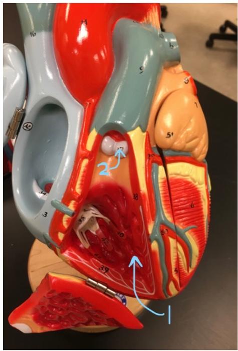 Solved plz label correctly will upvote | Chegg.com