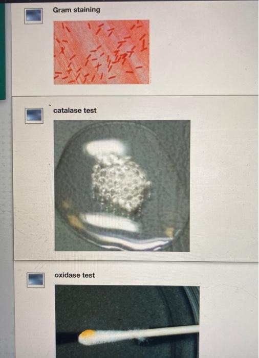 Solved Gram staining گر catalase test oxidase test | Chegg.com