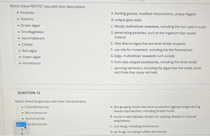 Solved Match these PROTIST taxa with their descriptions | Chegg.com