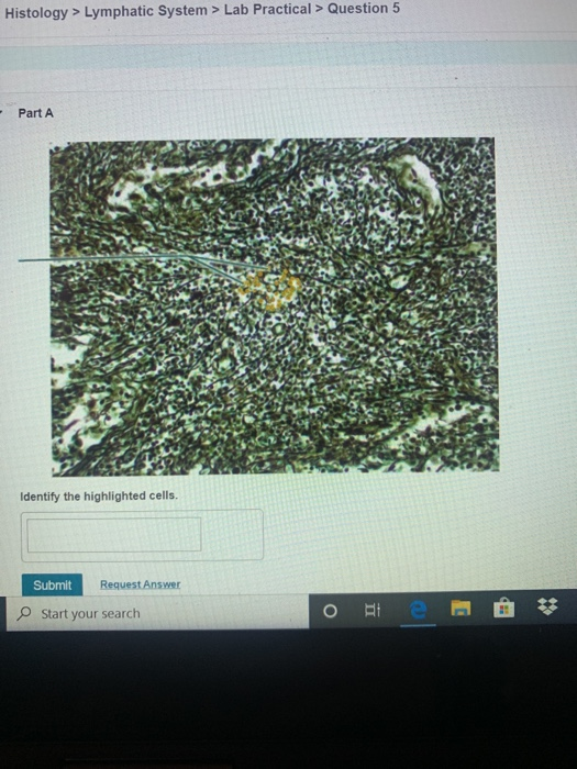 Histology > Lymphatic System > Lab Practical > | Chegg.com