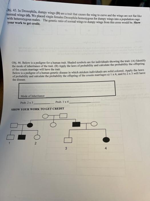 Solved Obj. 45. In Drosophila, dumpy wings (D) are a trait | Chegg.com