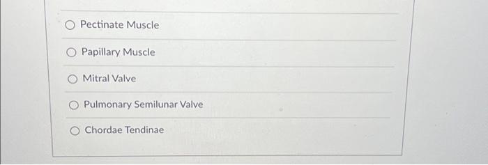 Solved Name the pinned structure. Pectinate Muscle | Chegg.com
