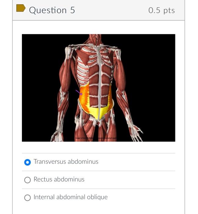 Solved Question 5 Transversus abdominus Rectus abdominus | Chegg.com