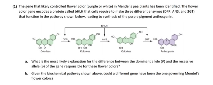 Solved (1) The gene that likely controlled flower color | Chegg.com