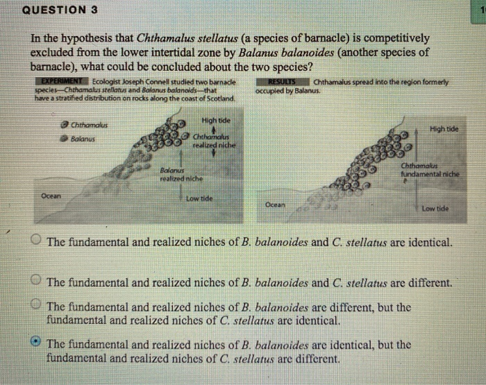 Solved QUESTION 3 In the hypothesis that Chthamalus | Chegg.com