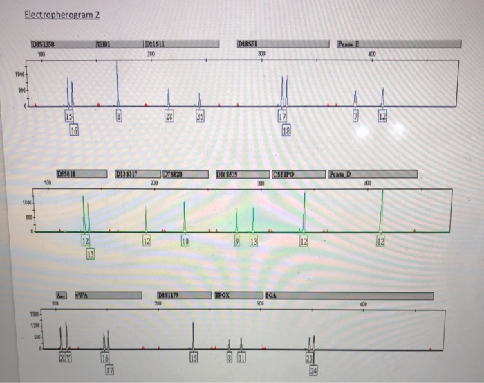 PART II: STR PROFILING a. For electropherogram 1 and | Chegg.com