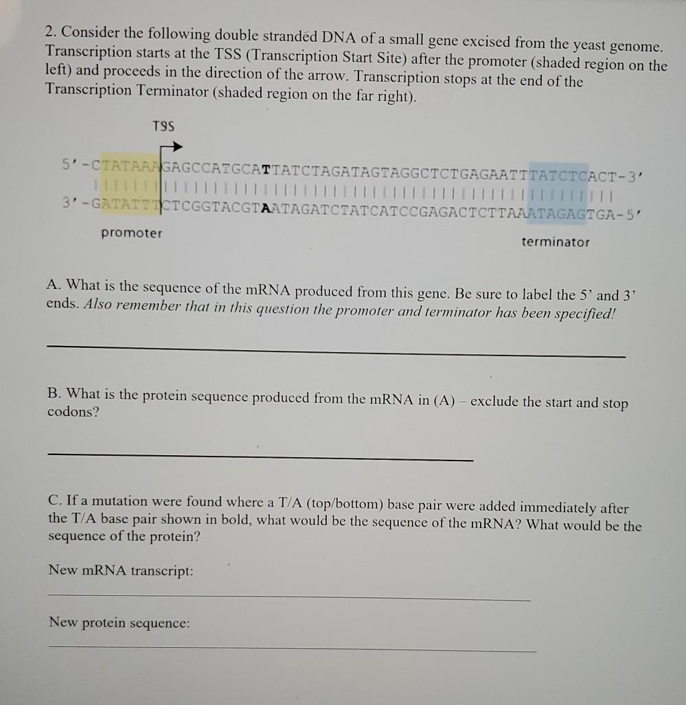 Solved 2. Consider the following double stranded DNA of a | Chegg.com
