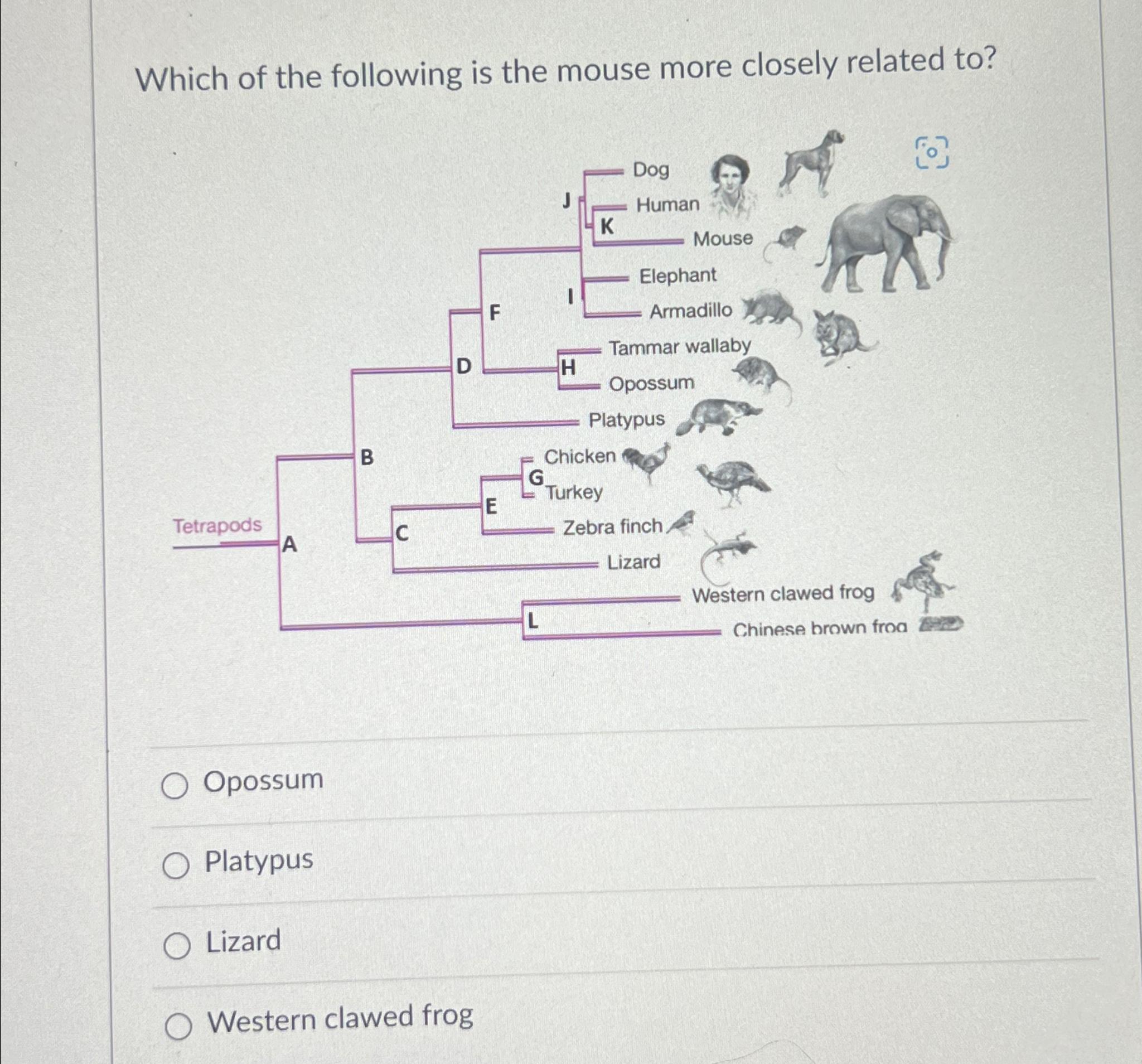 Solved Which of the following is the mouse more closely | Chegg.com