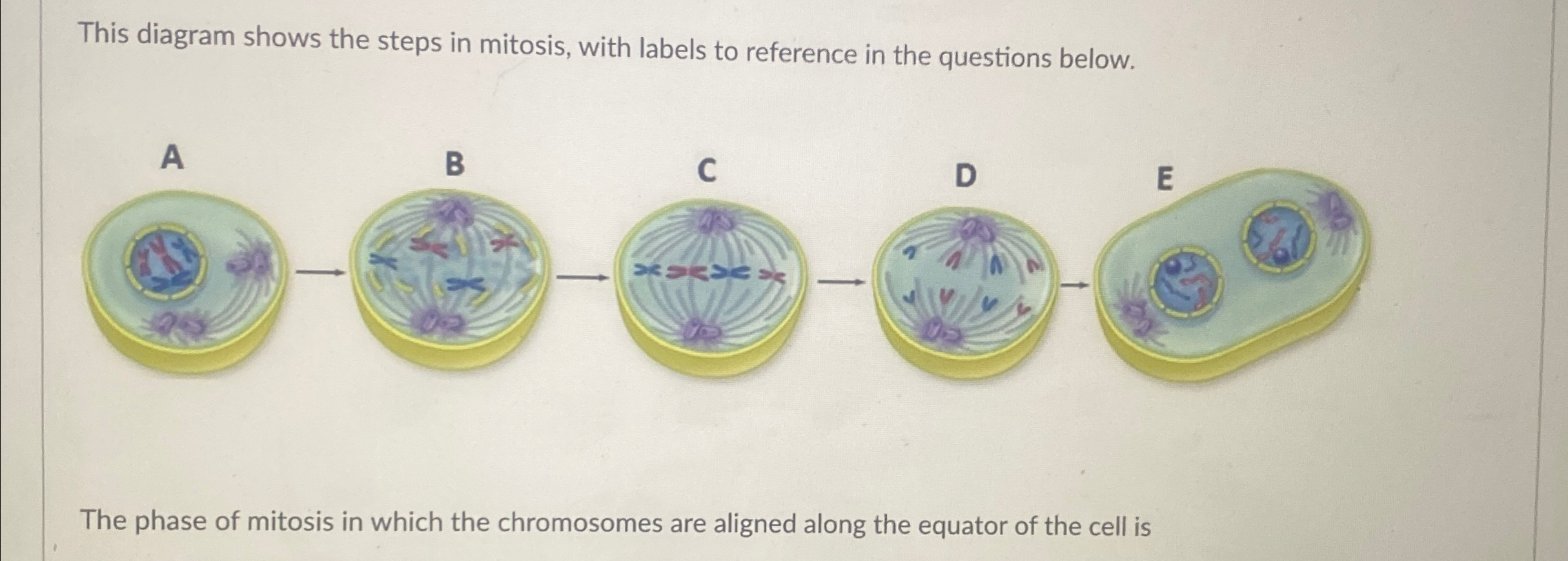 Solved This diagram shows the steps in mitosis, with labels | Chegg.com