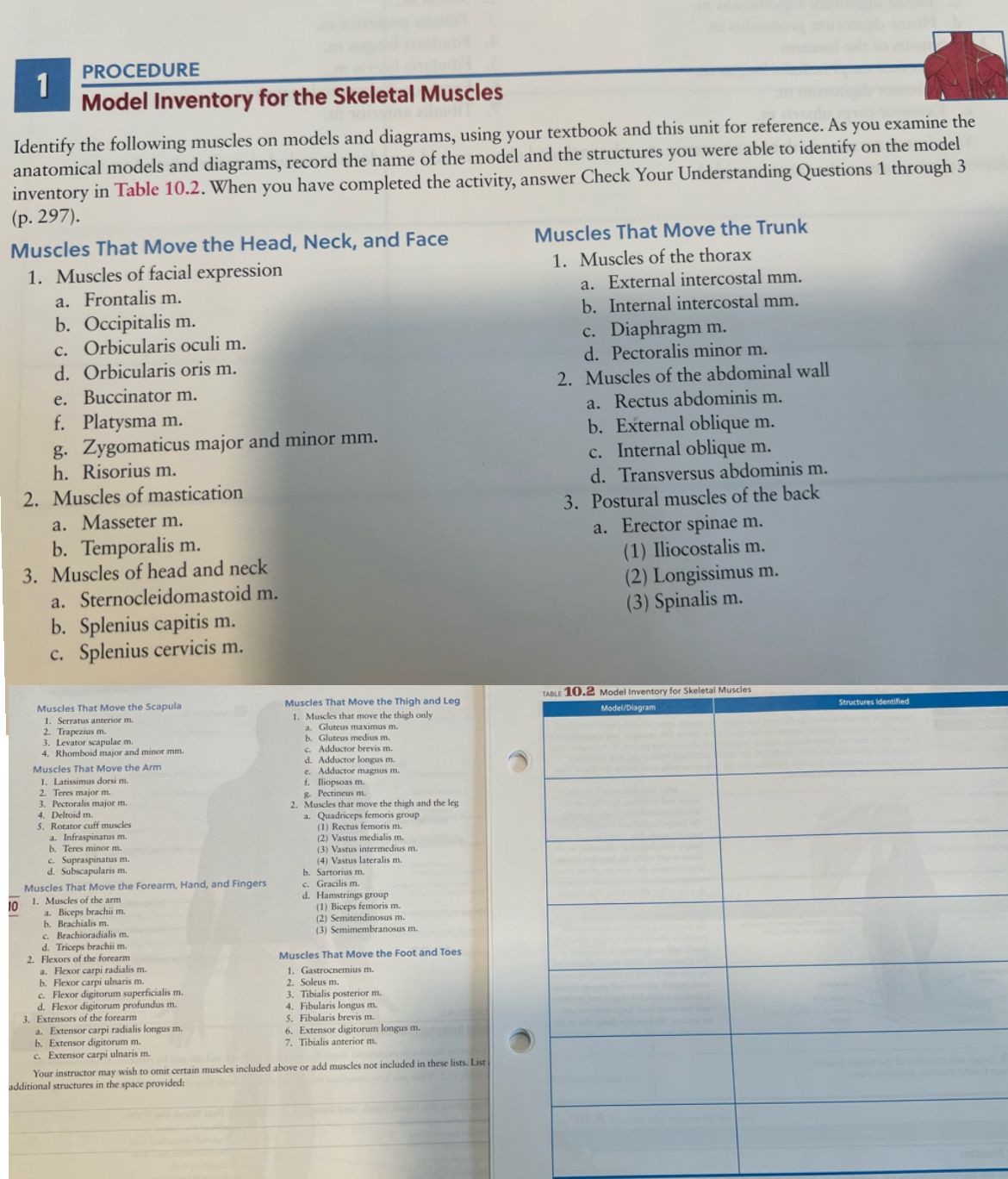 Solved Model inventory for the skeletal muscles: use the | Chegg.com