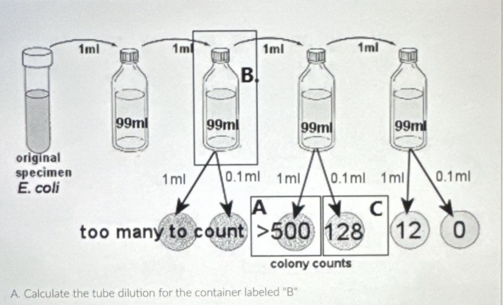 Solved A. ﻿Calculate the tube dilution for the container | Chegg.com