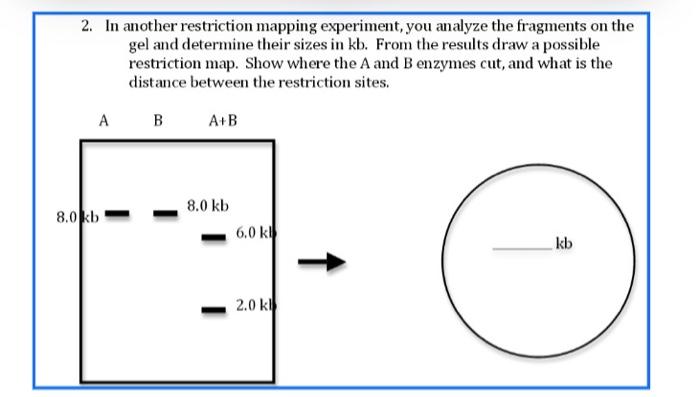 Solved 2. In another restriction mapping experiment, you | Chegg.com