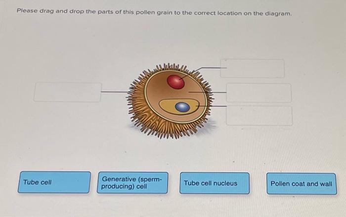 Solved Please drag and drop the parts of this pollen grain | Chegg.com Solved Please drag and drop the parts of this pollen grain | Chegg.com