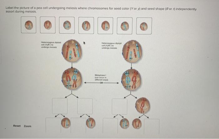 Solved In humans, the allele for dimples (D) is dominant to | Chegg.com