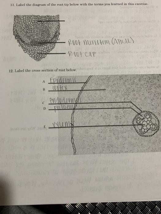 Solved 11. Label the diagram of the root tip below with the | Chegg.com