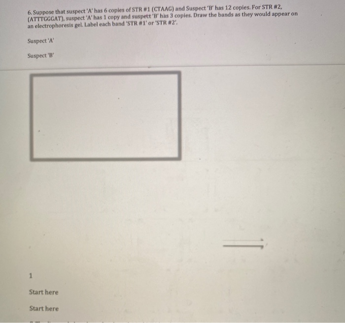 Solved 6 Suppose That Suspect A Has 6 Copies Of Str 1