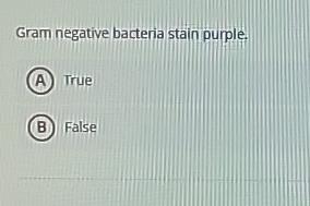Solved Gram negative bacteria stain purple.(A) ﻿True(B) | Chegg.com