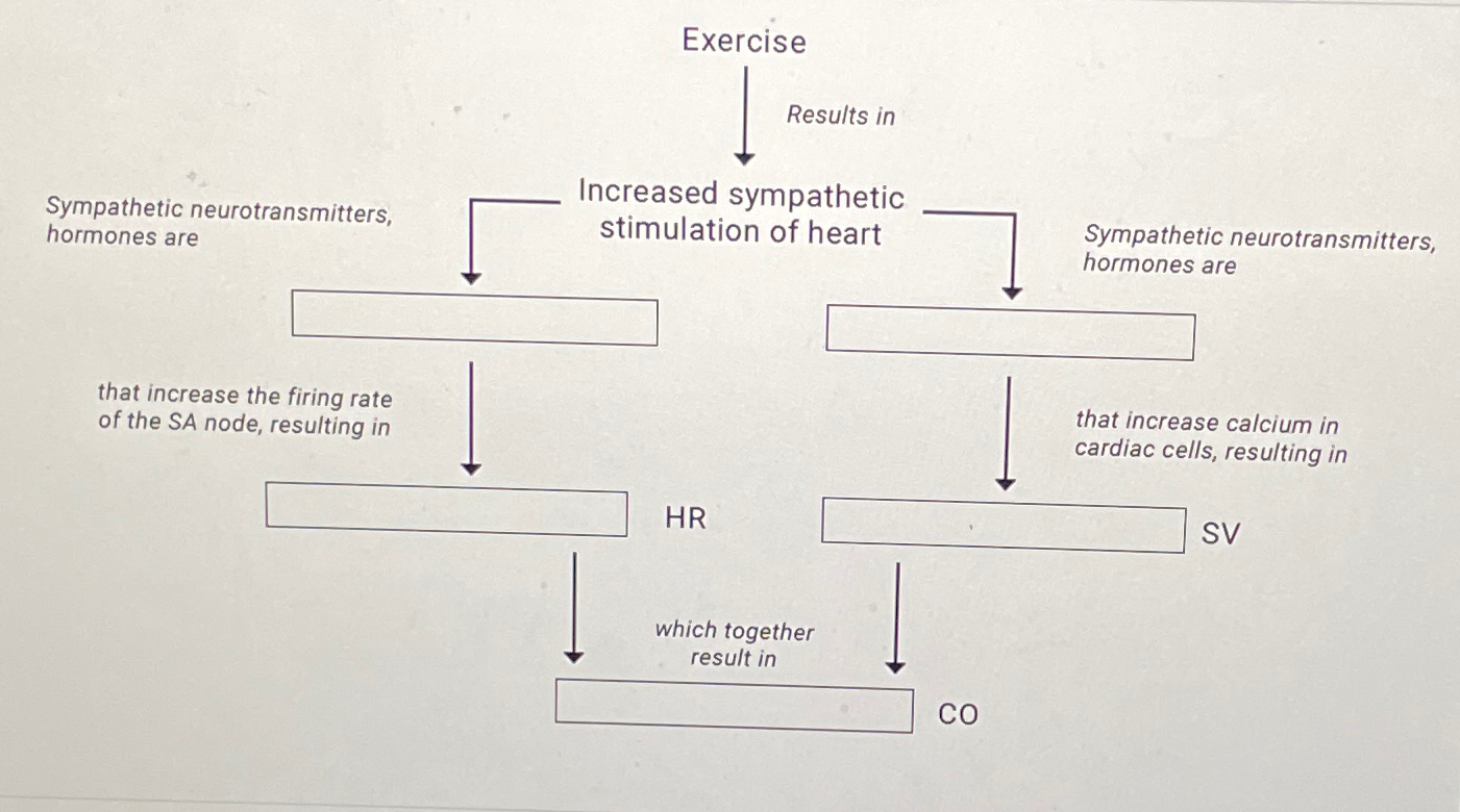 Solved ExerciseSympathetic neurotransmitters, hormones | Chegg.com