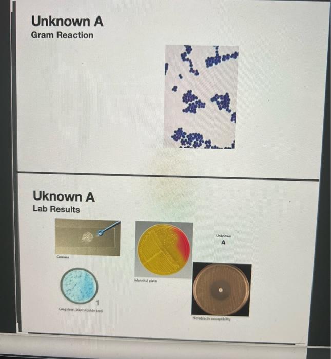 Solved identify the unknown bacteria, and create a | Chegg.com