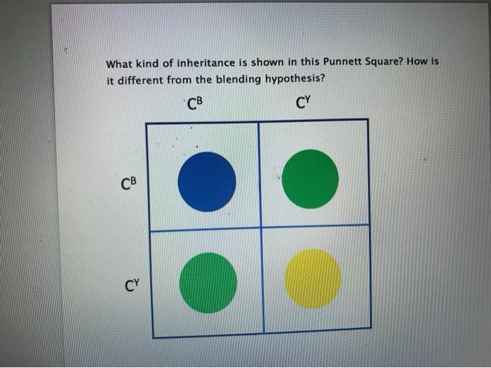 Solved What kind of inheritance is shown in this Punnett | Chegg.com