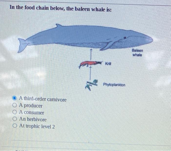 Solved In the food chain below, the baleen whale is: Baleen | Chegg.com
