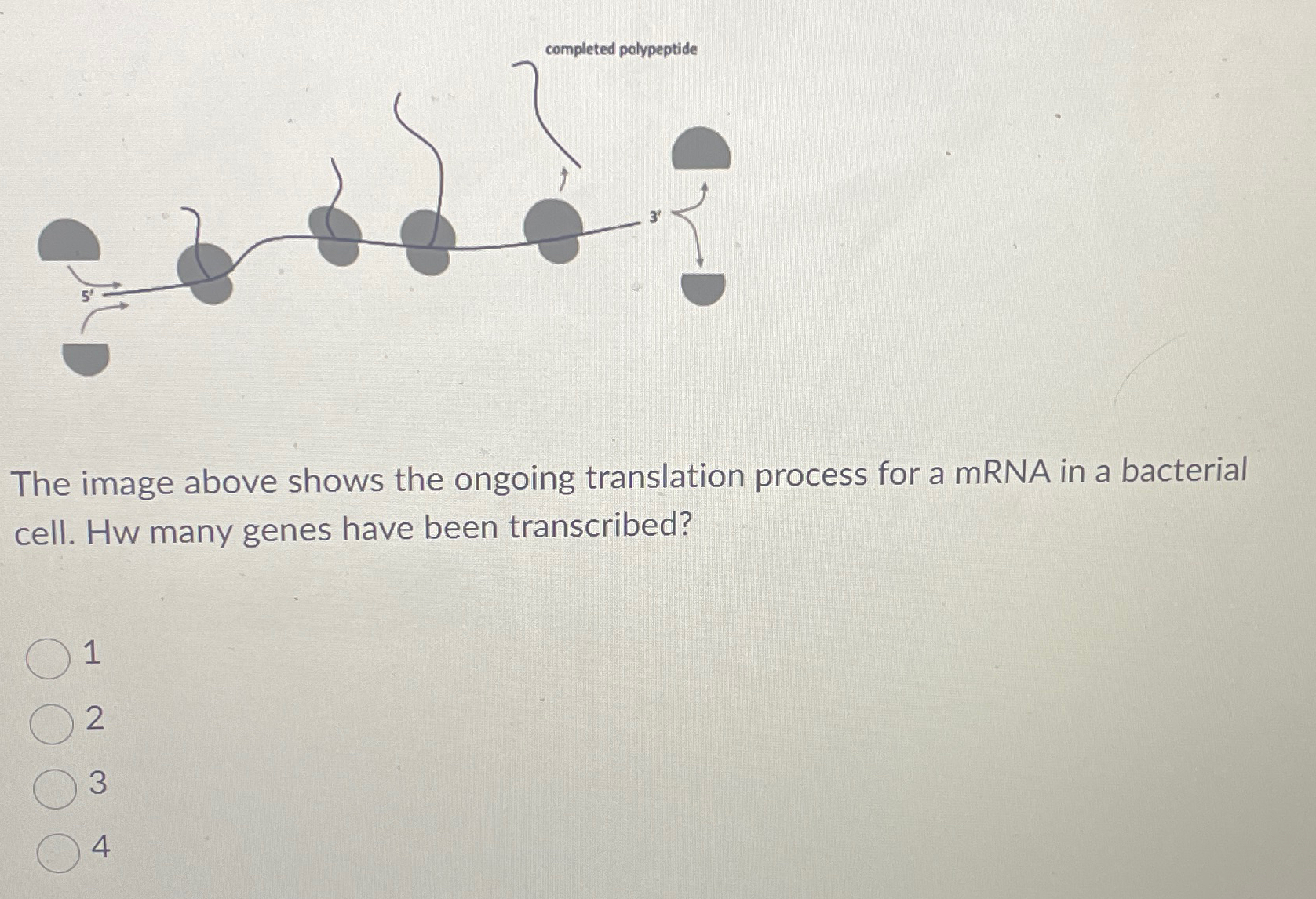 Solved The image above shows the ongoing translation process | Chegg.com