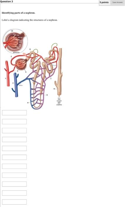 Solved Identifying parts of a nephren. Label a diagrams | Chegg.com