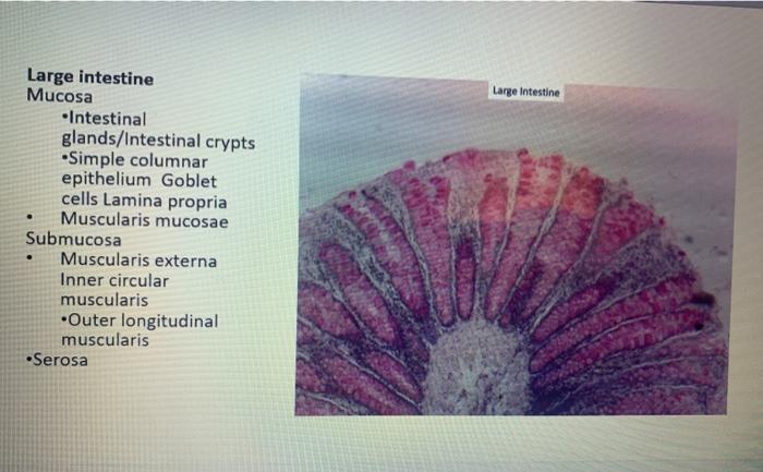 Solved Large Intestine . Large intestine Mucosa •Intestinal | Chegg.com