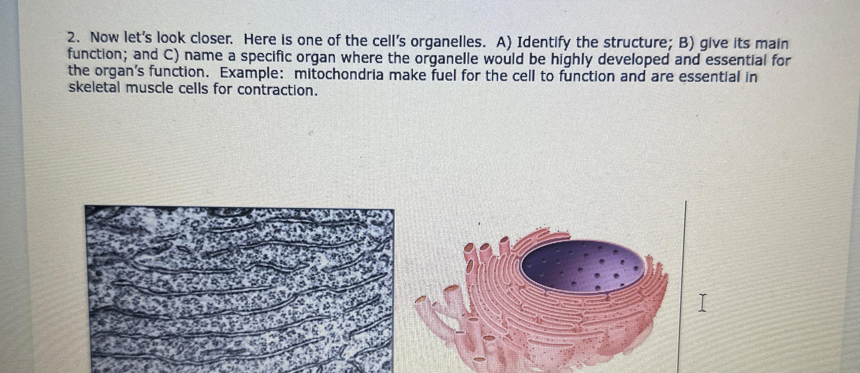 Solved Now let's look closer. Here is one of the cell's | Chegg.com