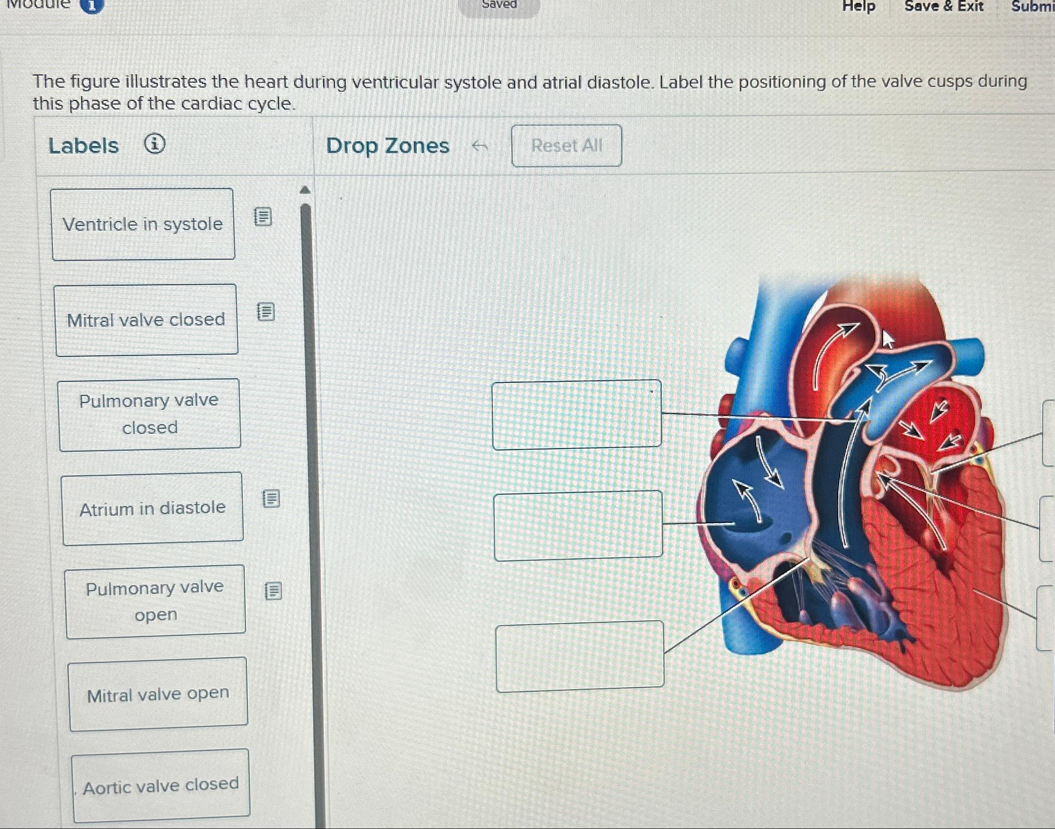 Solved The figure illustrates the heart during ventricular | Chegg.com